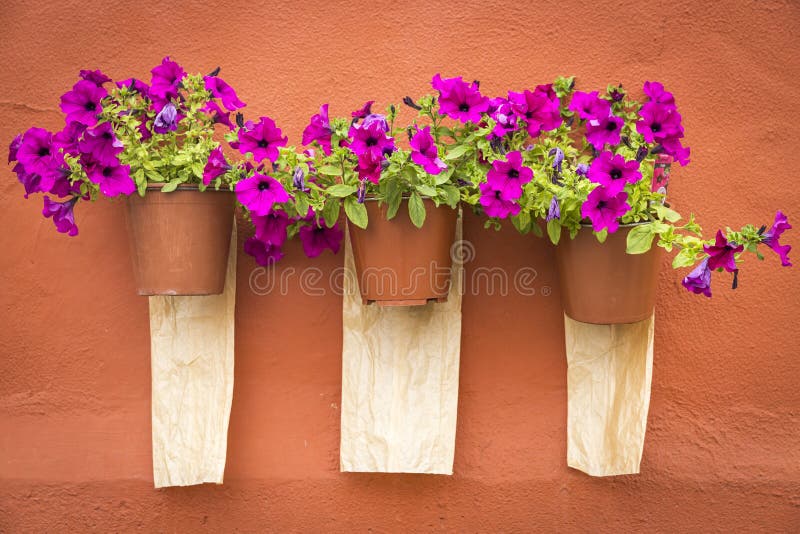 Flowerpots on a Wall with Geranium Flowers Stock Photo - Image of lilac ...
