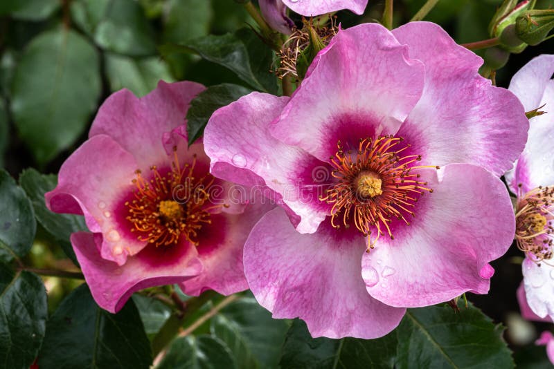 â€˜Raspberry Kissâ€™ Floribunda Rose Stock Photo - Image of garden ...