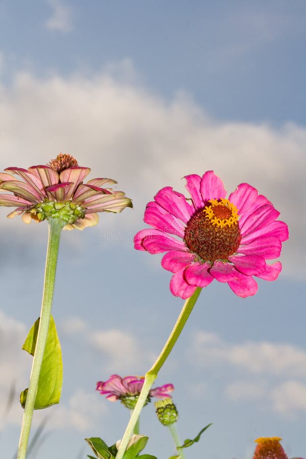 Flowers. stock photo. Image of stretching, upward, summertime - 11096782