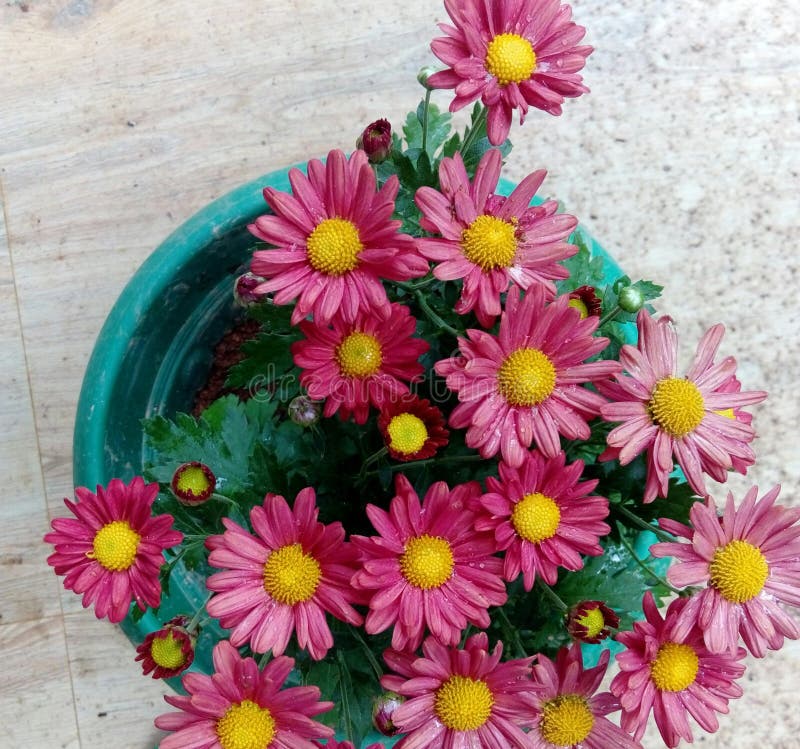 Flowers stock photo. Image of kapuru, flowers - 122315174