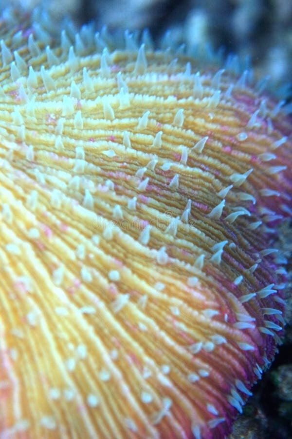 Flowers stock image. Image of organisms, plate, malaysia - 12344269