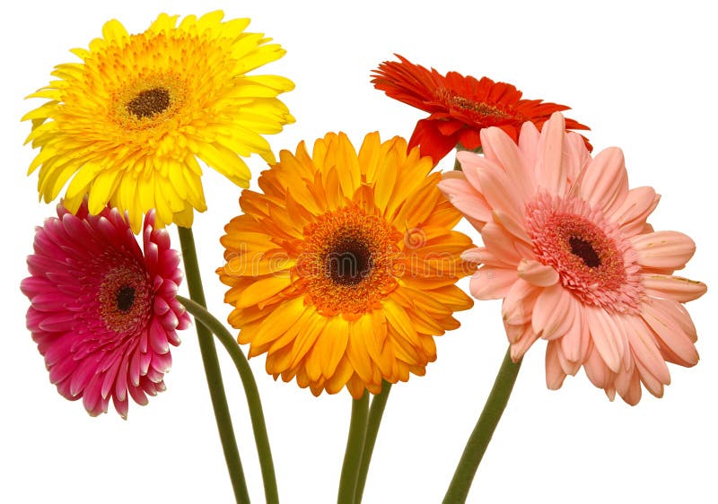 Five flowers stock photo. Image of blooming, head, gift - 12609770