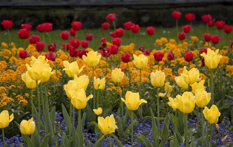 Red onion flowers stock photo. Image of growth, onion - 27386370