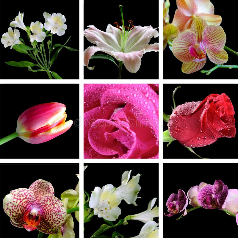 Pink flowers collage stock photo. Image of collage, hollyhock - 19150122
