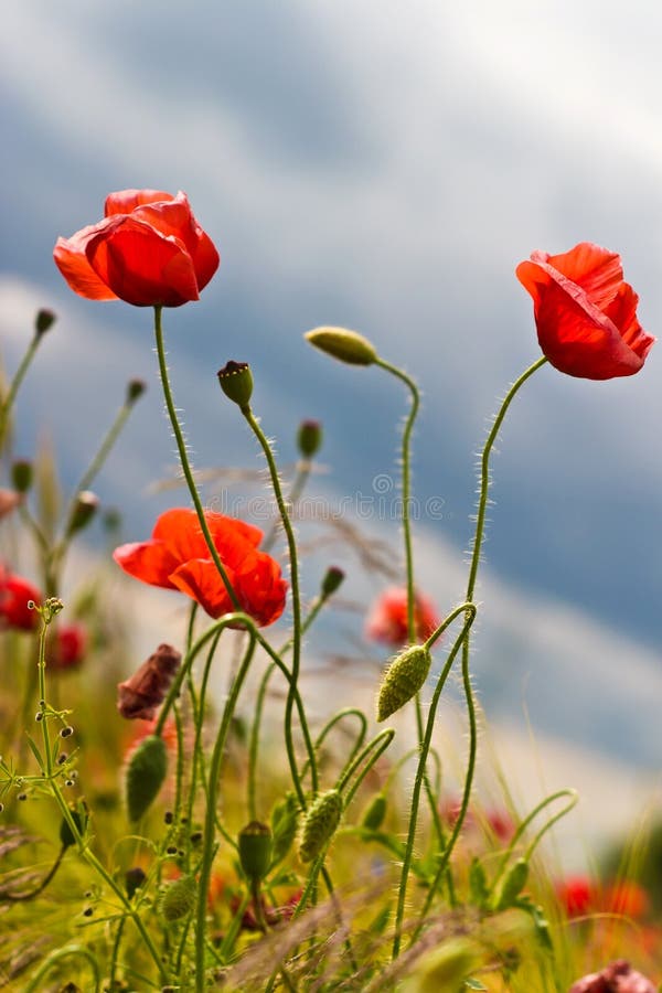 Flowers Free Stock Photos & Pictures, Flowers Royalty-Free and Public ...