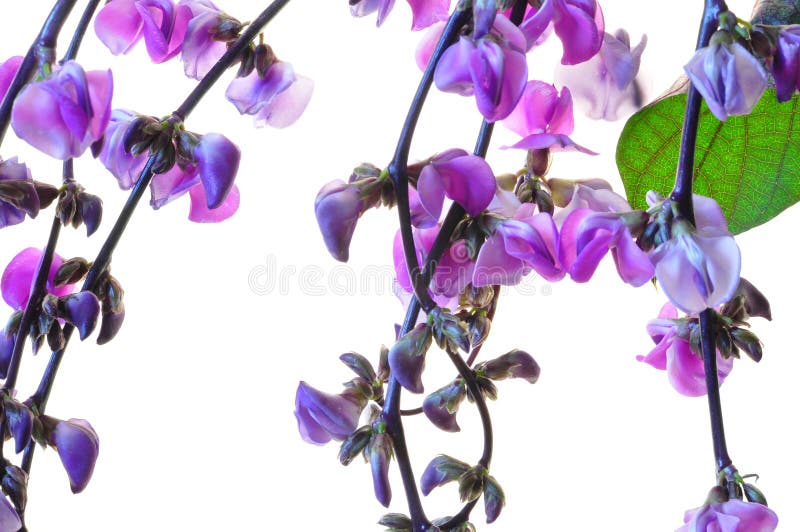 Flowers Free Stock Photos & Pictures, Flowers Royalty-Free and Public ...