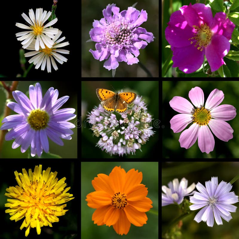 Spring flowers collage stock image. Image of flora, natural - 17432277