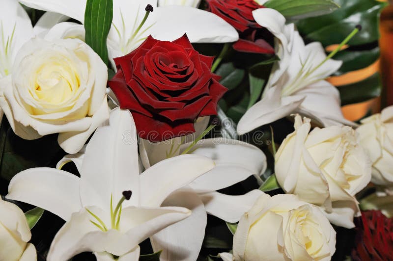 Red Rose among Roses and White Lilies. Stock Image - Image of carbon ...