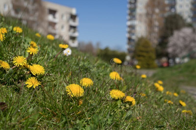 Spring stock image. Image of dandelion, country, health - 245885055