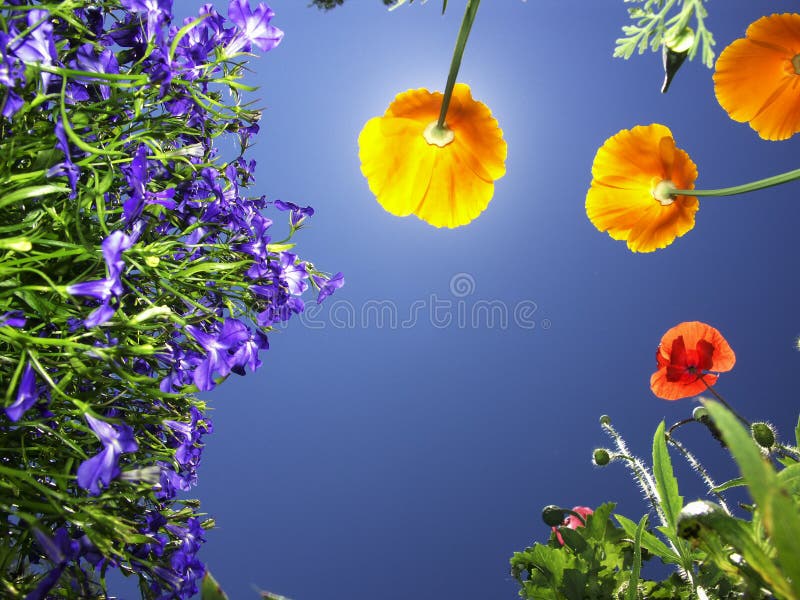 Poppies Trailing Stock Photos - Free & Royalty-Free Stock Photos from ...