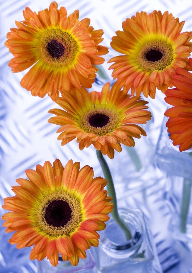 Flowers stock photo. Image of gerber, plants, beauty, botanical - 2925664