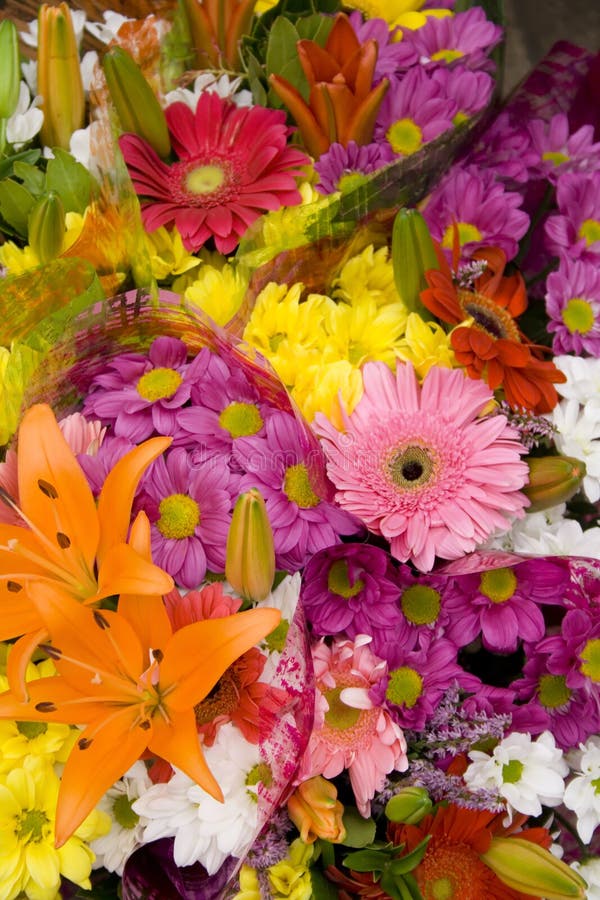 Helychrysum - Immortelle Flowers Stock Image - Image of botany, flora ...