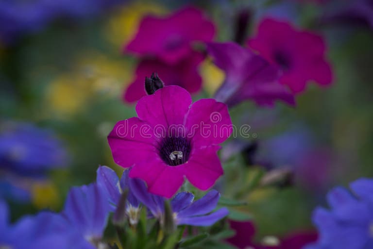 FLOWERS stock photo. Image of blooming, ecosystem, flower - 347129564