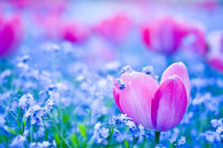 6,678,230 Packerea Flowers Stock Photos - Free & Royalty-Free Stock ...