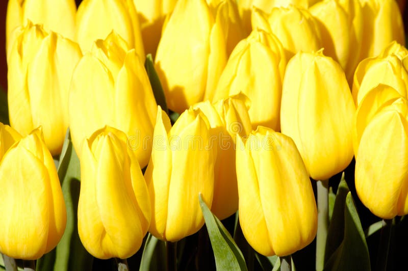 Flowers 51 stock image. Image of background, flowers, pattern - 689293