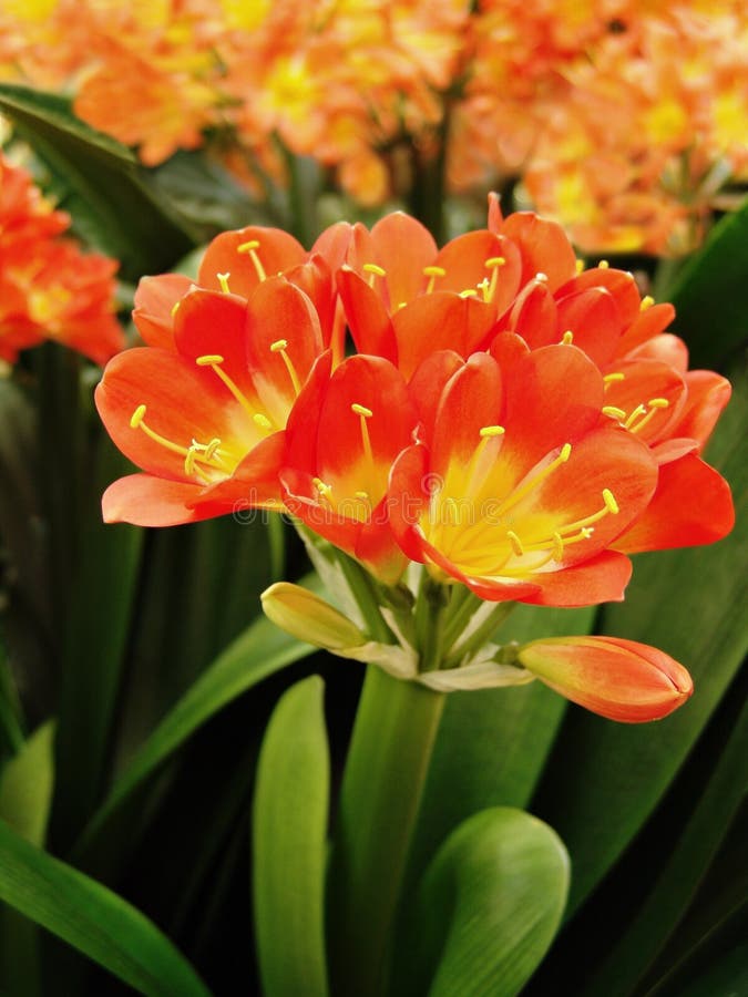 Tropical Rhododendron Flowers Stock Photo - Image of rhododendron ...