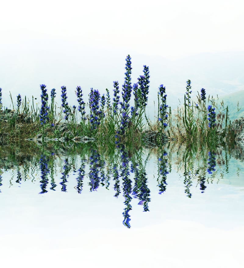 Flowers stock image. Image of reflection, garden, pond - 5563893