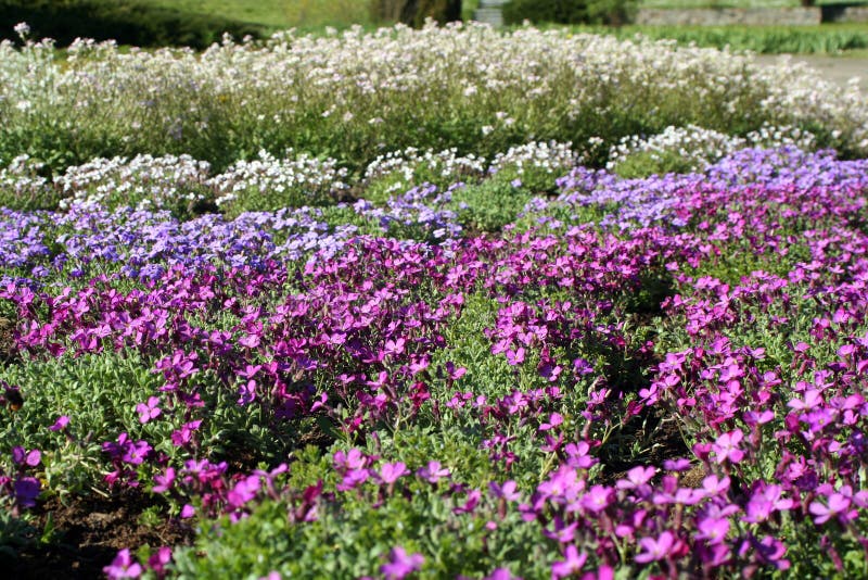 Flowers and plantation stock photo. Image of blue, agriculture - 912144