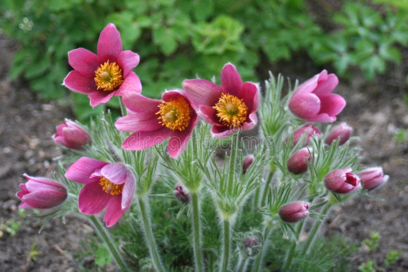 Alpine Spring Flowers stock photo. Image of symbol, pasqueflower - 30431718