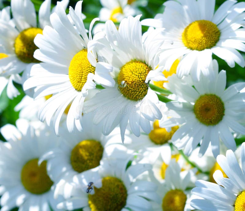 Flowers stock photo. Image of delicate, garden, petal - 7024374