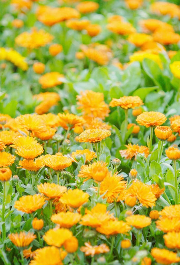 Generic vegetation stock image. Image of gardens, public - 66319403