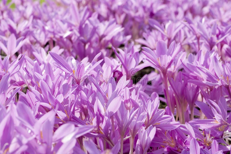 Cute Pink Colchicum Flowers Close Up Stock Photos - Free & Royalty-Free ...