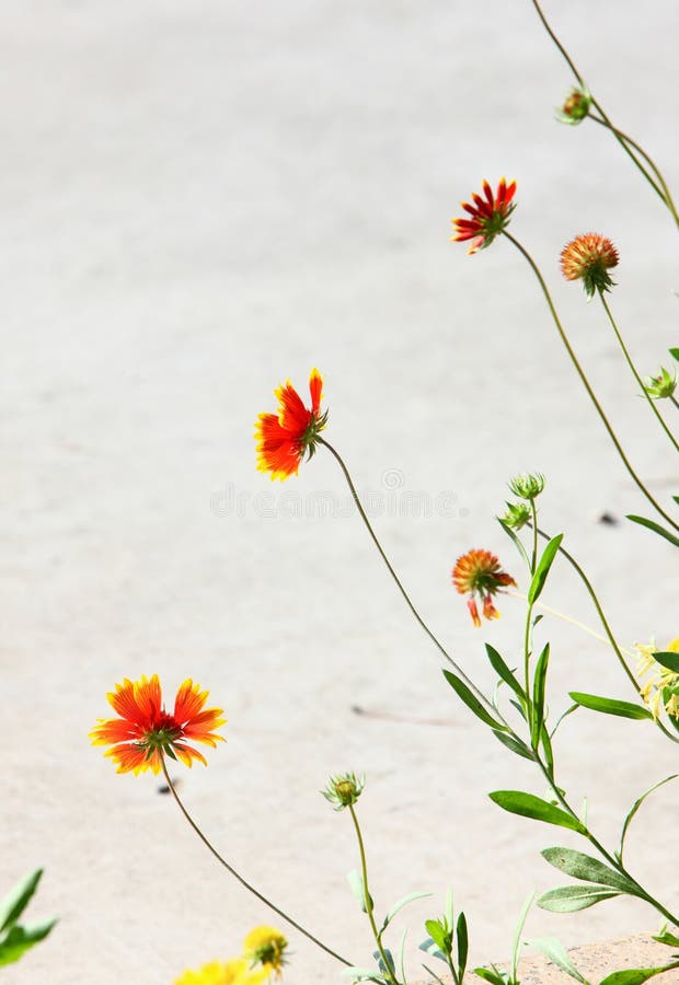 Prairie Flowers stock image. Image of leaf, line, flowers - 12711