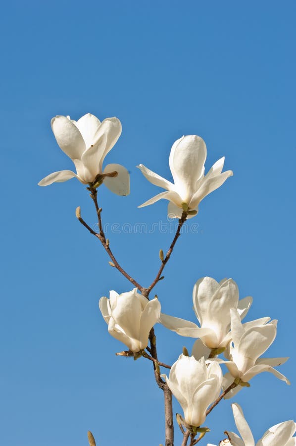 Flowers stock image. Image of spring, nature, white, season - 9549489