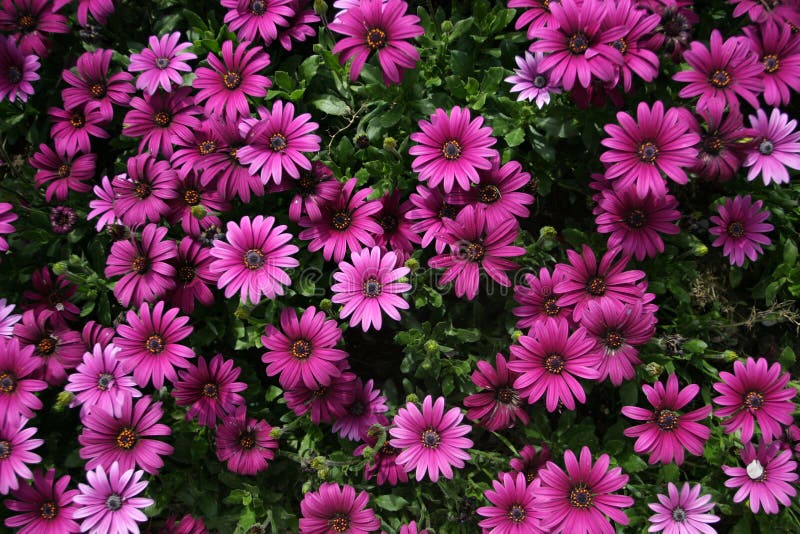 Flowers from above stock image. Image of pattern, flower - 59884025