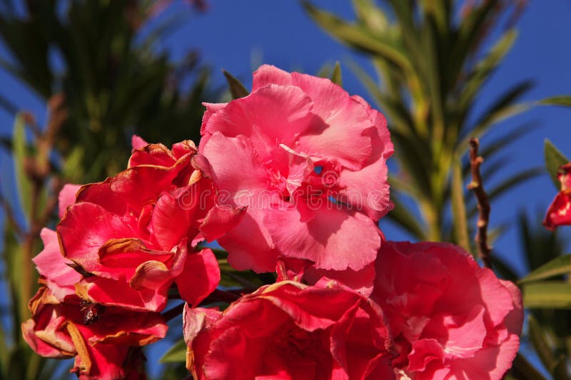 Flowers in Abu Simbel, Egypt, Africa Stock Photo - Image of river ...