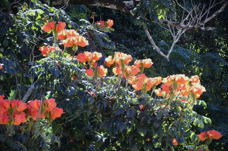 The Flowers of the African Flame Tree (Spathodea Campanulata) in the ...
