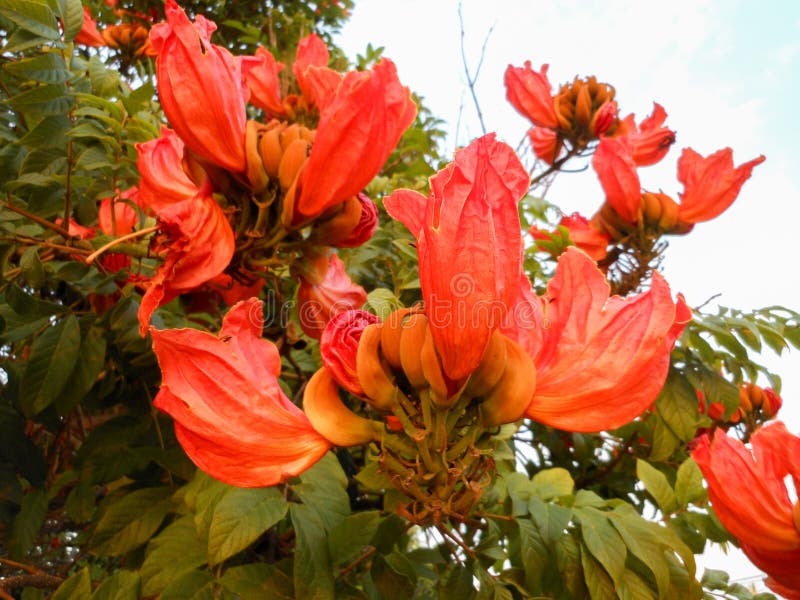 Flowers of African Tulip Tree or Fire Bell Stock Photo - Image of ...