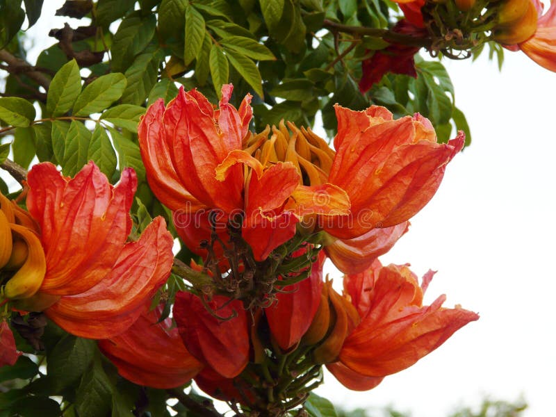 Flowers of African Tulip Tree or Fire Bell Stock Image - Image of ...