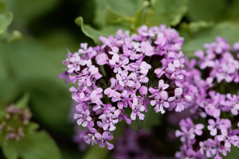 Flowers of an African Valerian, Fedia Cornucopiae Stock Photo - Image ...