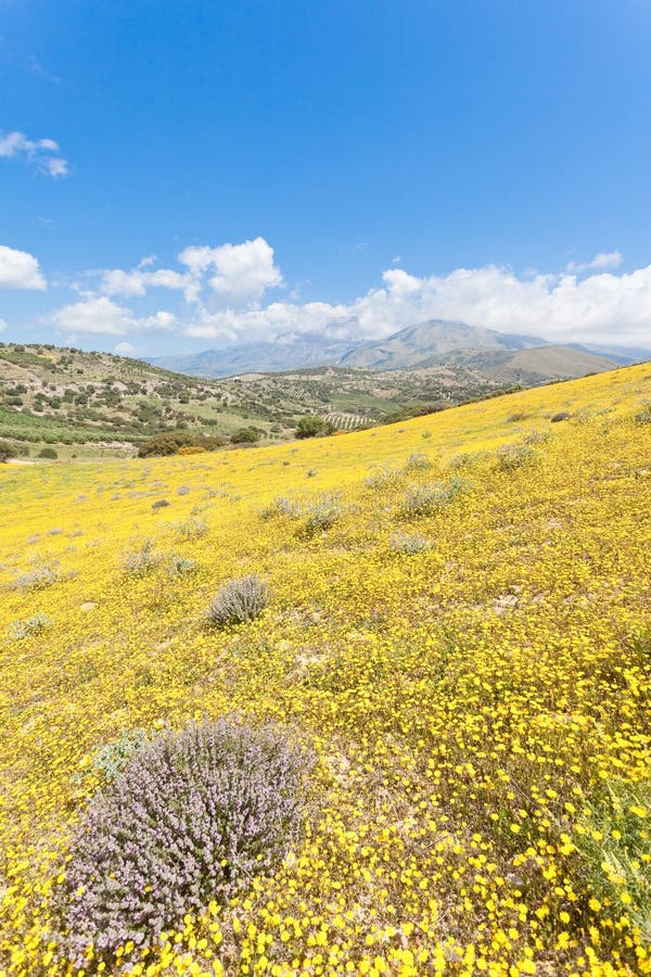 Flowers of Agia Galini stock image. Image of plant, crete - 41132787