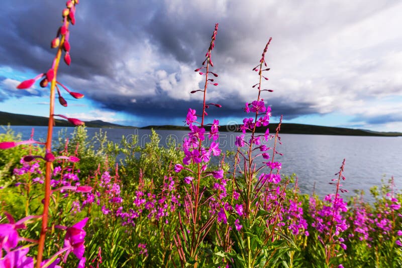 Flowers in Alaska stock image. Image of cloudy, arctic - 94564095