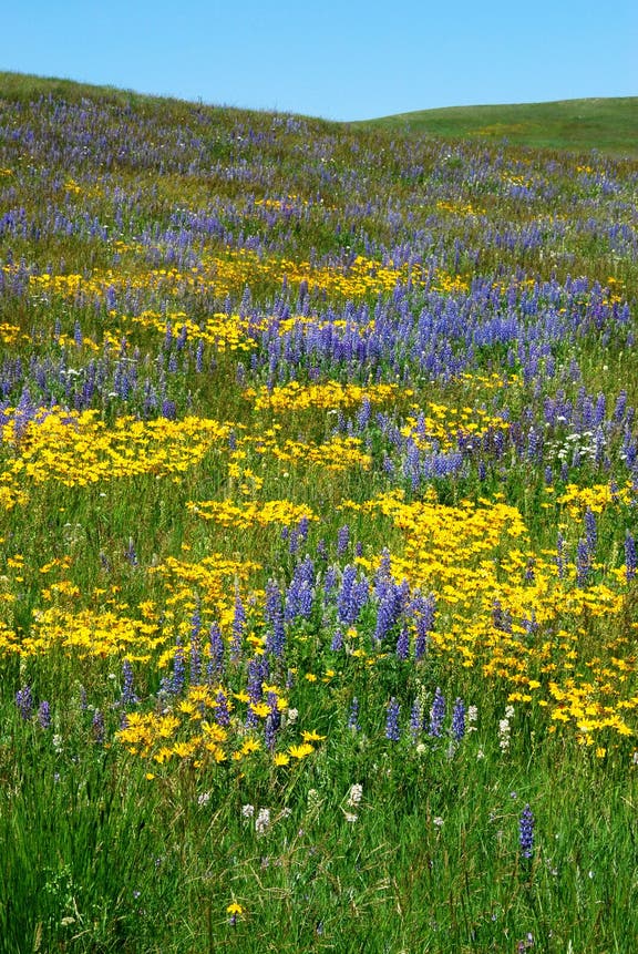 Flowers on alberta prairie stock image. Image of bloom - 5741647