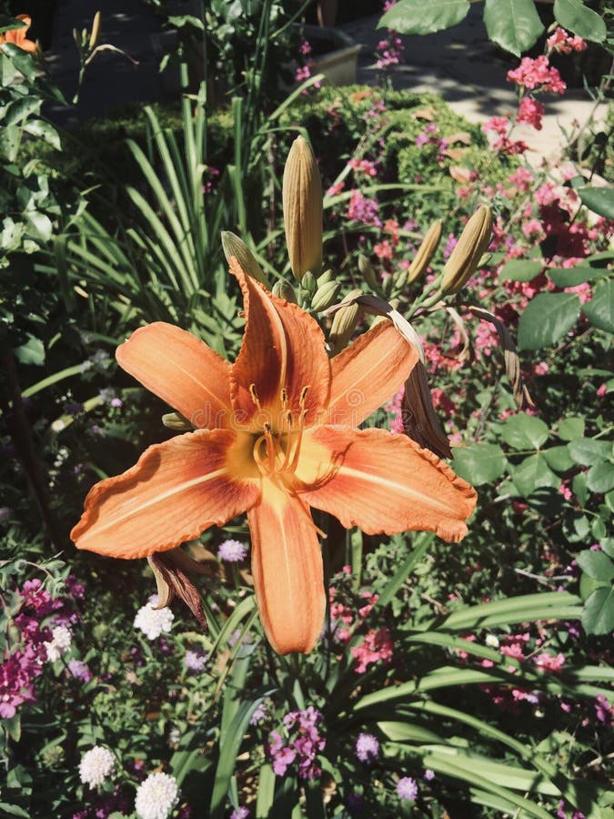 Fire flower stock photo. Image of alhambra, flowers - 194286536
