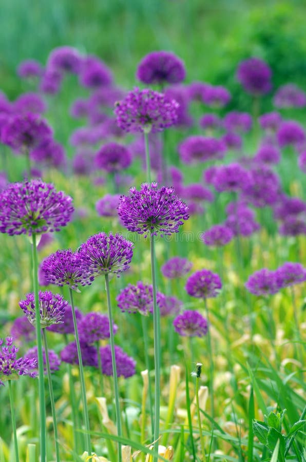 Field of Allium Flowers stock photo. Image of garden - 29839530