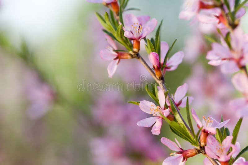 Australian Spring Flowers Leptospernum Tea Tree Stock Image - Image of ...