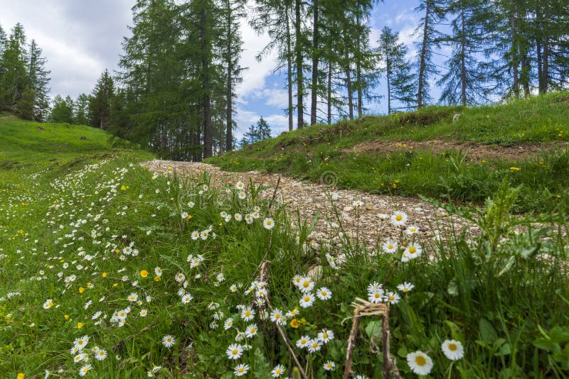 Flowers Along a Mountain Trail in the Dolomites Stock Image - Image of ...