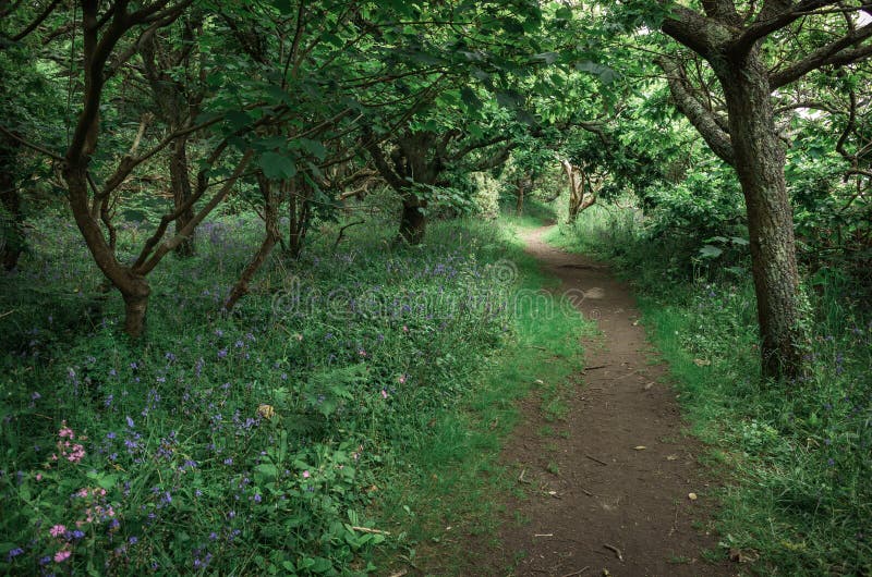 Flowers Along Path in a Forest Stock Photo - Image of woodland ...