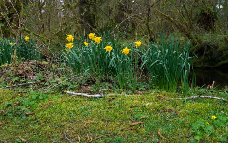 Flowers Along the Stream stock image. Image of nature - 91552805