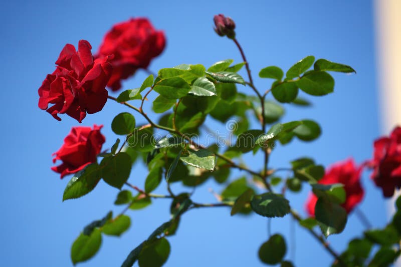 Flowers Along Via Pasubio in Milan Stock Photo - Image of europe ...