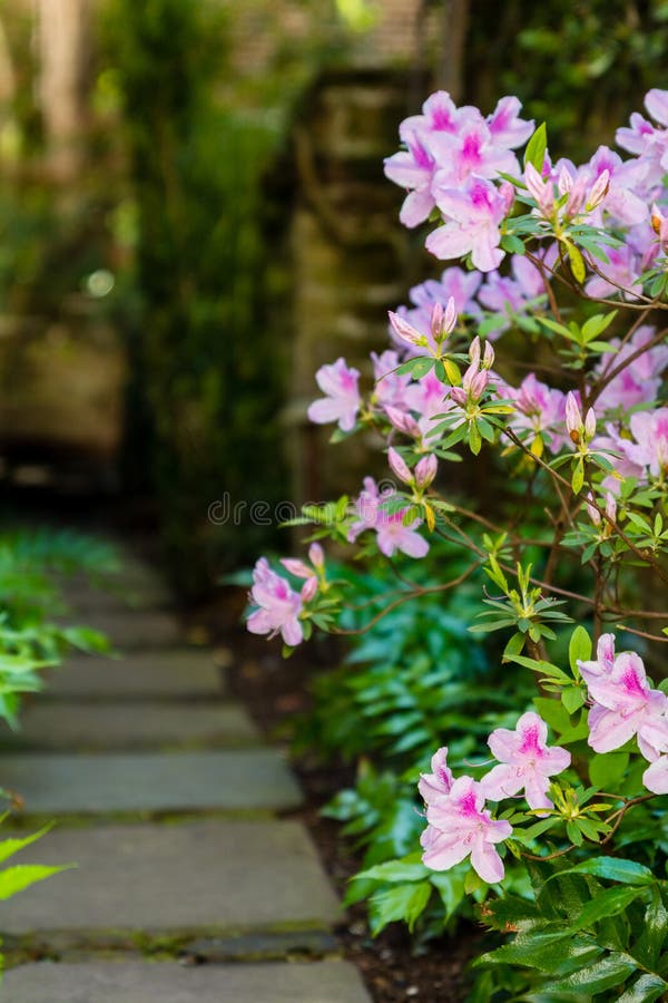 Flowers along the walkway stock image. Image of flower - 123732145
