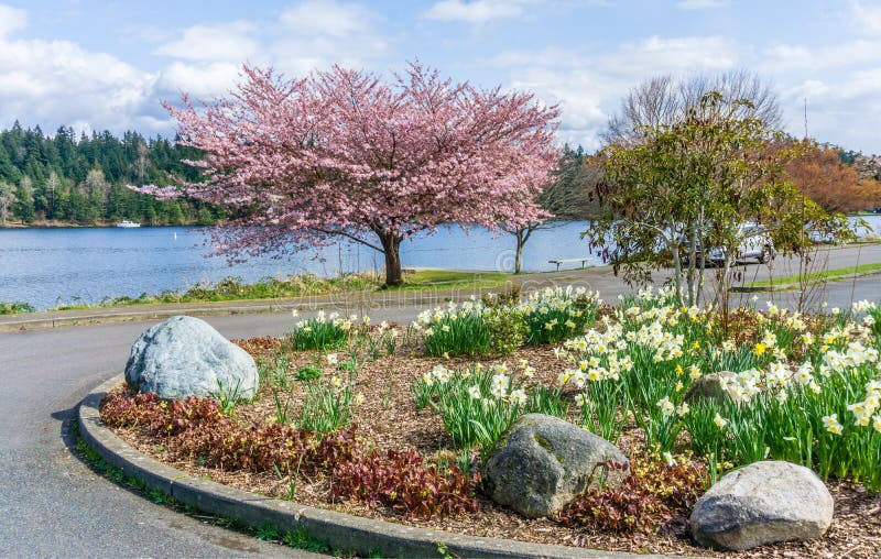 Flowers Along Washington Lake 2 Stock Image - Image of washington, tree ...