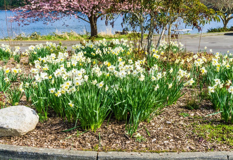 Flowers Along Washington Lake Stock Image - Image of spring, blossoms ...