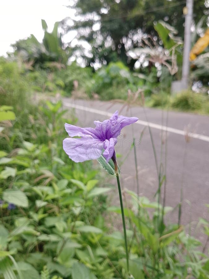 Flowers in Alor Ntt Nature of Indonesian Stock Image - Image of nature ...