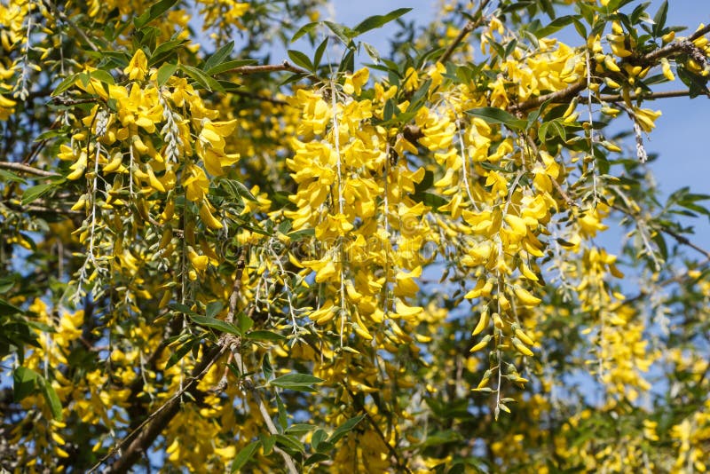 Flowers of Alpine laburnum stock photo. Image of yellow - 151895230