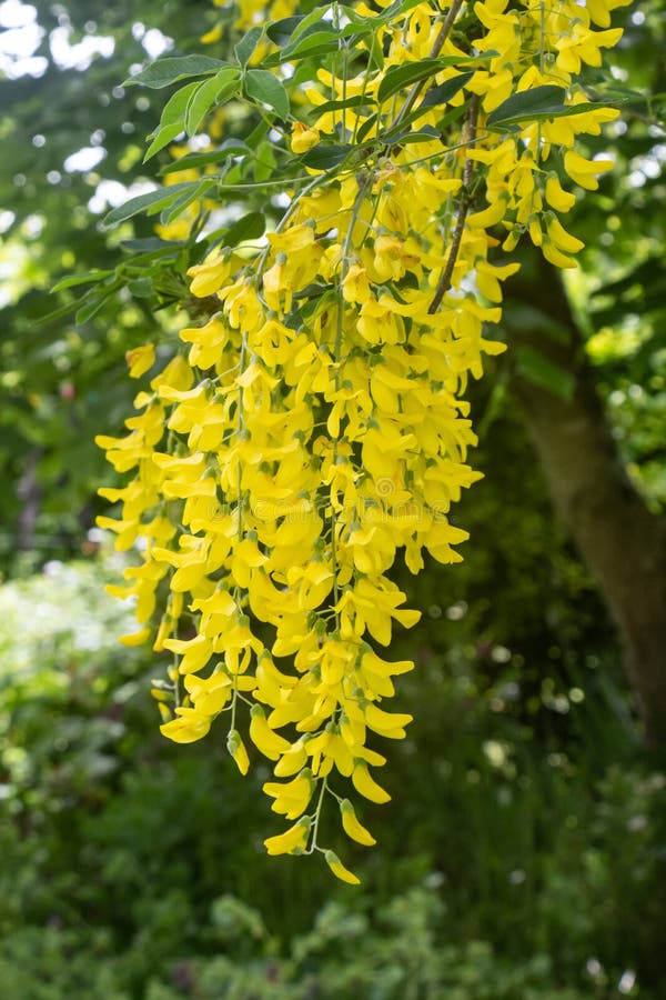 Flowers of Alpine laburnum stock image. Image of flora - 237091551